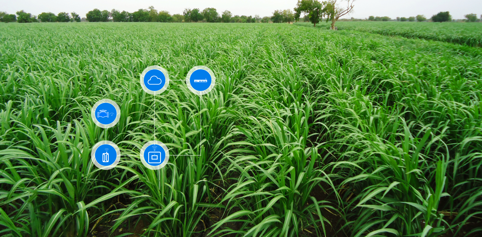 Digital Farming Solutions for Field Crops & Vegetables | Netafim Africa