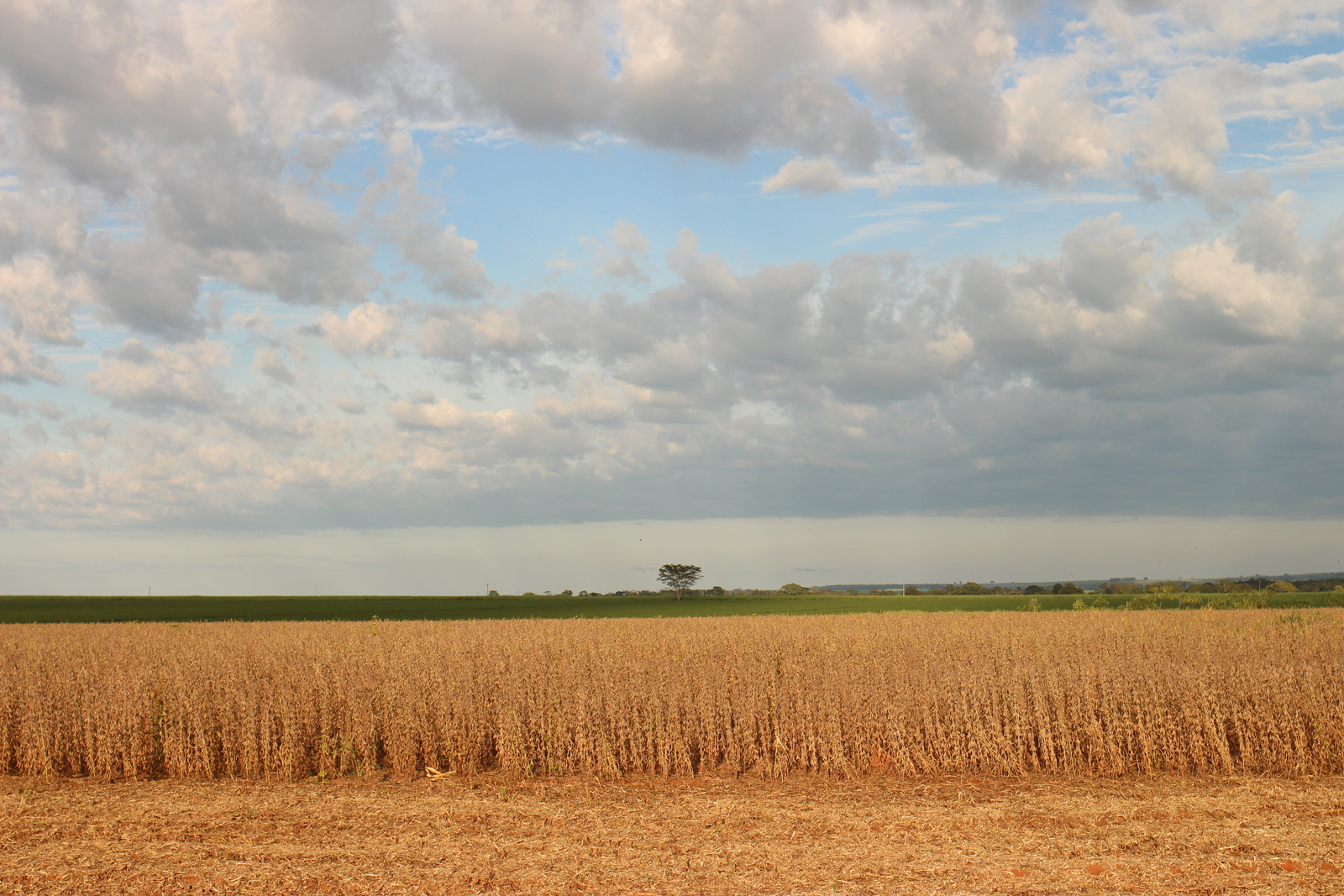 Rwanda Gabiro project