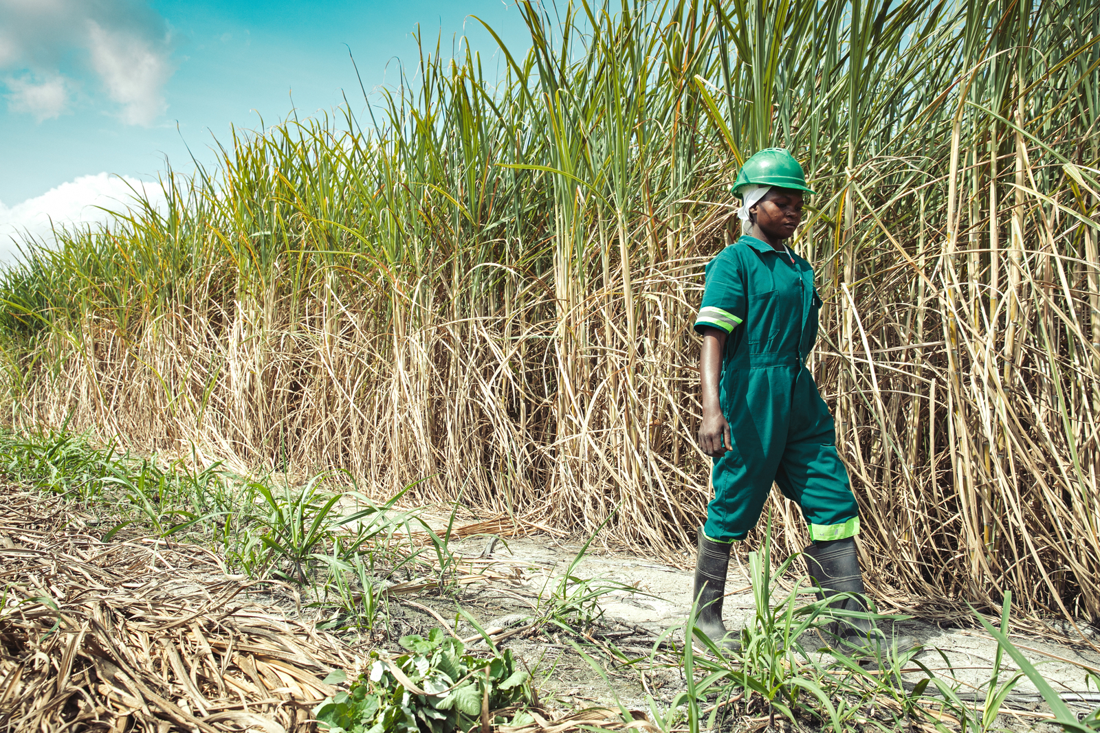 Sustainable Agriculture & Food Security | Netafim Africa