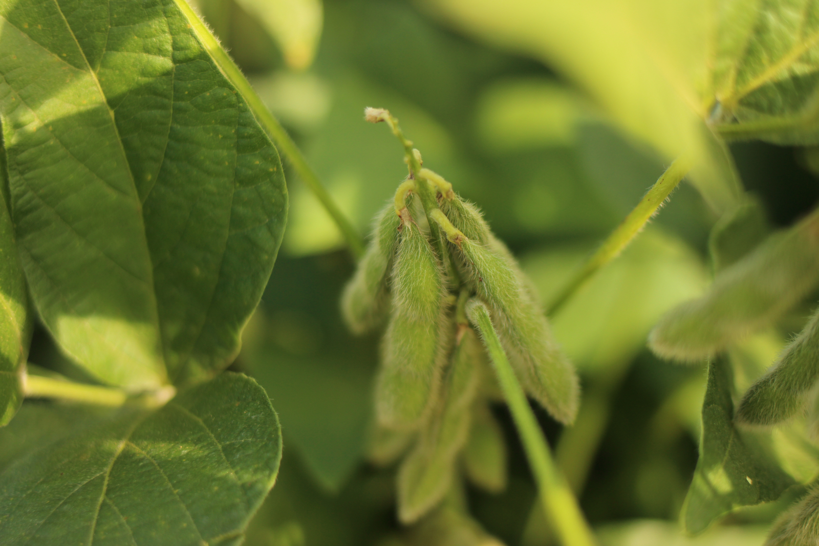 Rwanda Gabiro project