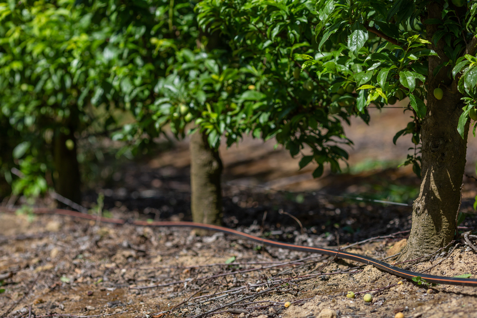 Orchard Drip Irrigation Systems | Netafim Africa