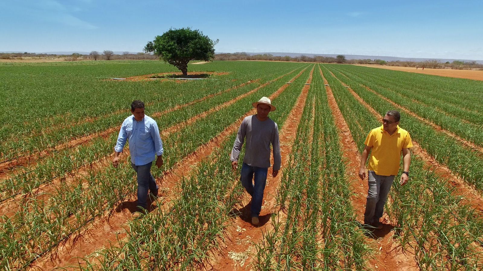 Drip Irrigation Systems | Netafim Africa