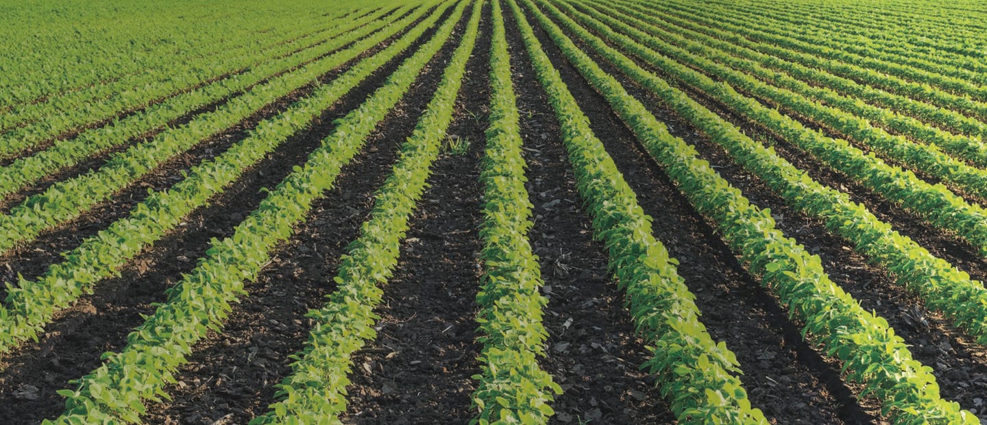 Typhoon™ Plus: Drip Irrigation For Row Crops and Vegetables | Netafim
