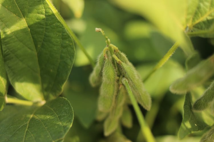 Rwanda Gabiro project